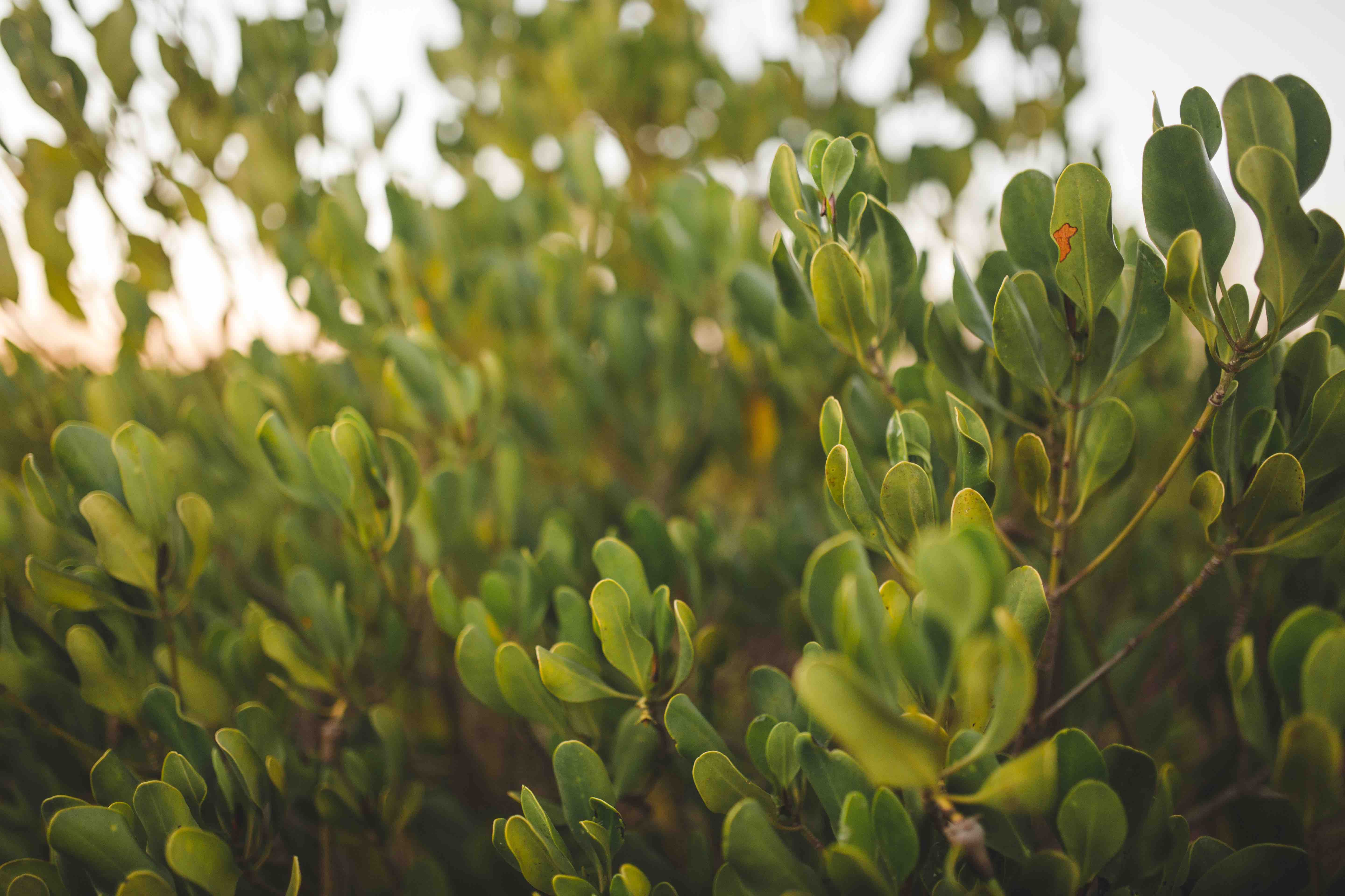 veritree | Impact Hub