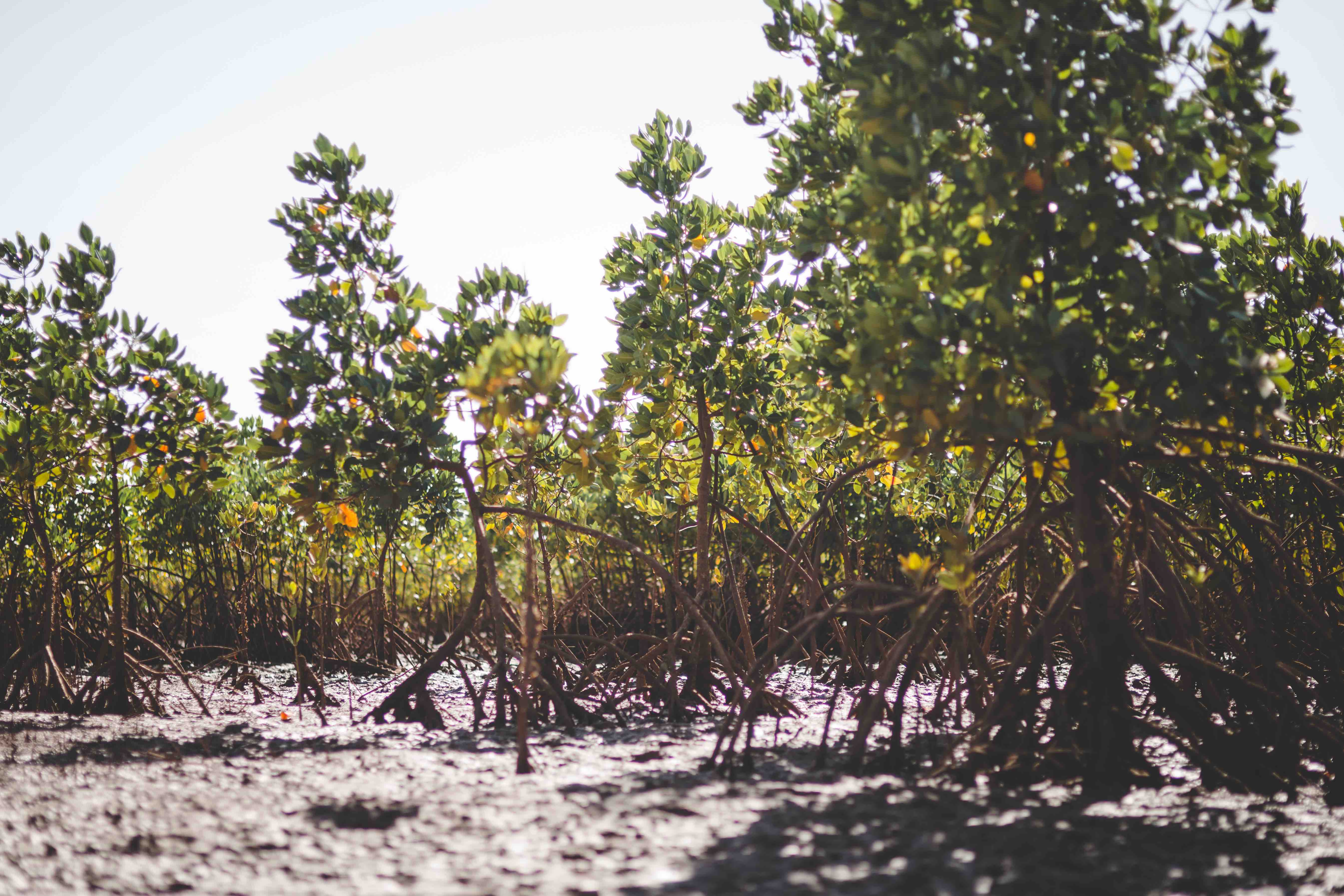 veritree | Impact Hub